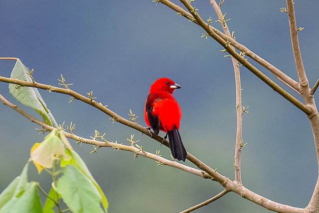 Foto tiê-sangue (Ramphocelus bresilia) Por Jovelino V. Novaes | Wiki ...