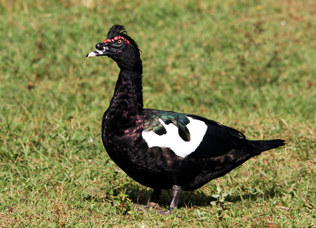 Foto pato-do-mato (Cairina moschata) Por Claudio Lopes | Wiki Aves - A ...