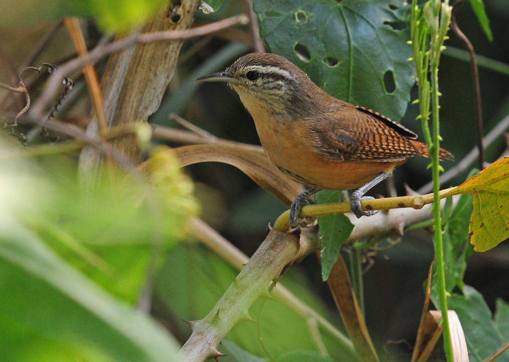 Foto garrincha-do-oeste (Cantorchilus guarayanus) Por Kleber Silveira ...