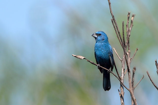 Foto azulinho (Cyanoloxia glaucocaerulea) Por Rodrigo Ferronato | Wiki ...
