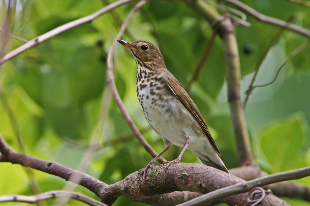 Foto sabiazinho-de-óculos (Catharus swainsoni) Por Cleber Ferreira ...