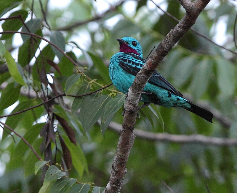 Foto anambé-azul (Cotinga cayana) Por Anselmo d`Affonseca | Wiki Aves ...