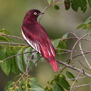 Passeriformes | WikiAves - A Enciclopédia das Aves do Brasil