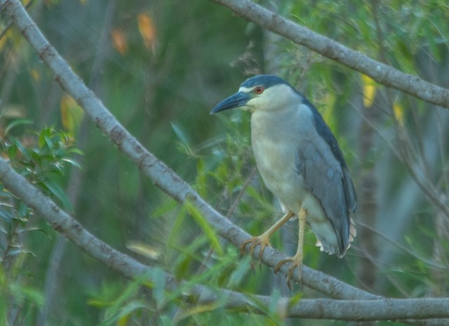 Foto socó-dorminhoco (Nycticorax nycticorax) Por José Pireni | Wiki ...