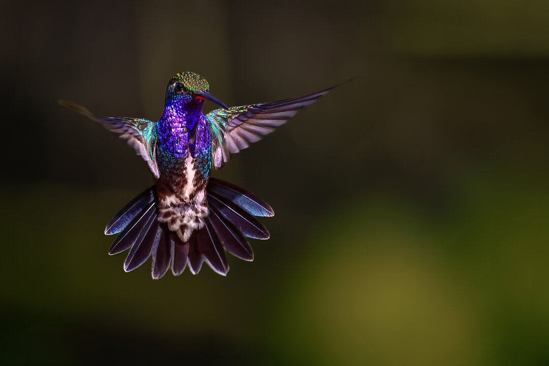 Foto beija-flor-de-peito-azul (Chionomesa lactea) Por antonio amaral ...