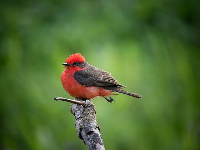 Foto príncipe (Pyrocephalus rubinus) Por Luiz Proença | Wiki Aves - A ...