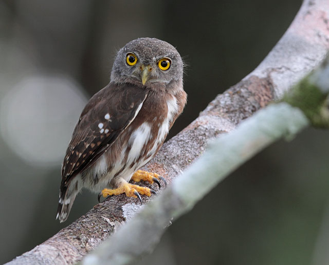 Glaucidium sp. (Glaucidium sp.) | WikiAves - A Enciclopédia das Aves do ...