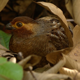 uru-corcovado (Odontophorus gujanensis) | WikiAves - A Enciclopédia das ...