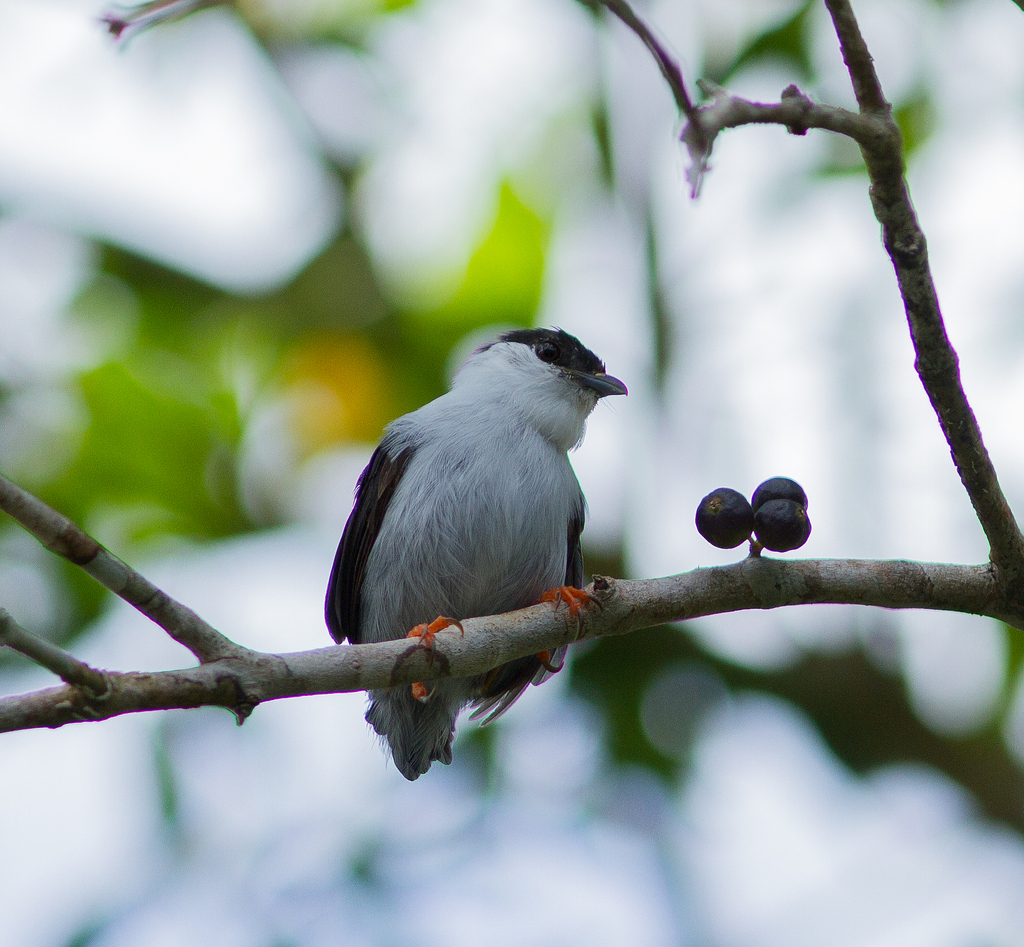 Foto rendeira (Manacus manacus) Por André Grassi-EcoBirding Brazil ...