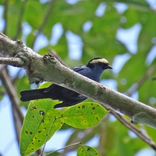 saíra-opala (Tangara callophrys) | WikiAves - A Enciclopédia das Aves ...