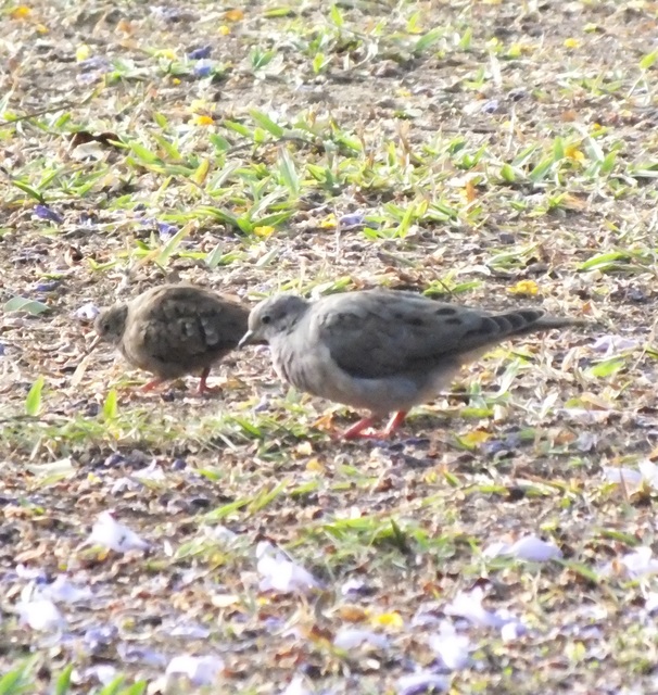 Foto avoante (Zenaida auriculata) Por achado | Wiki Aves - A ...