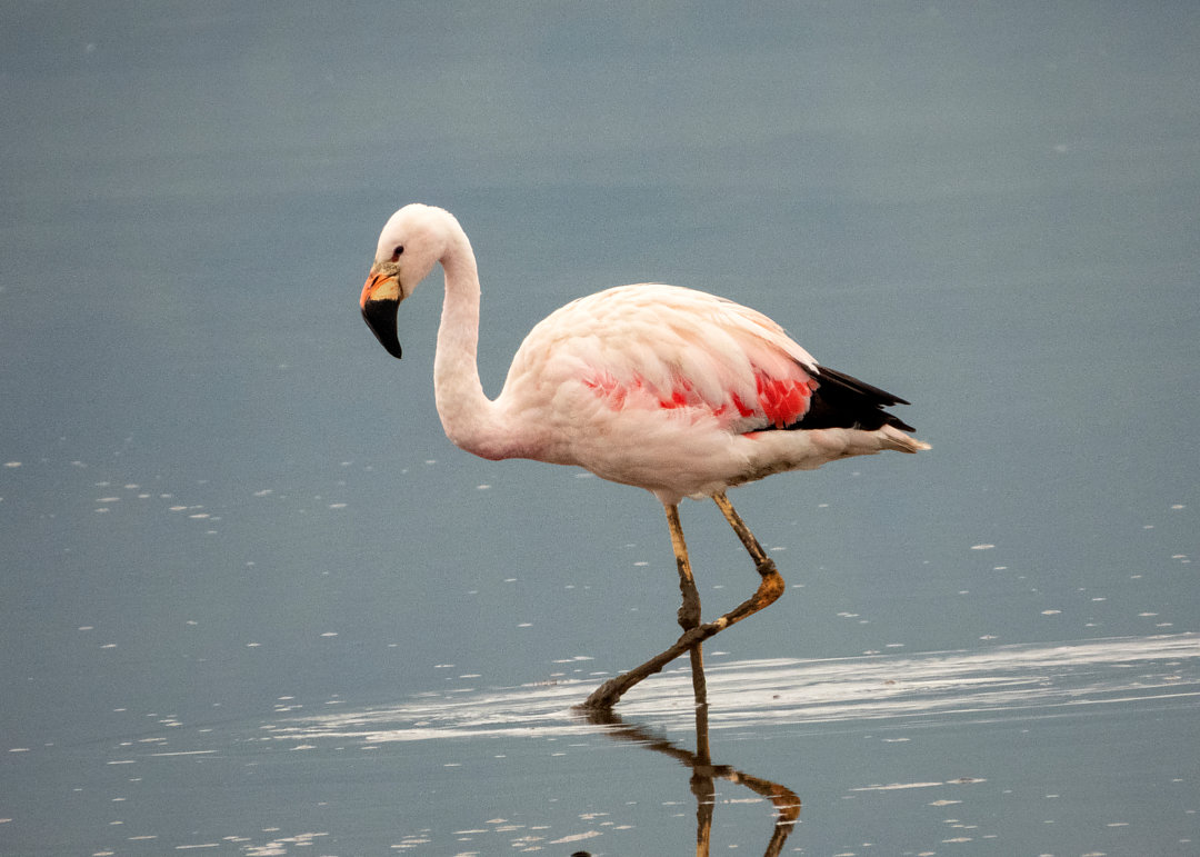 Foto flamingo-dos-andes (Phoenicoparrus andinus) Por Edgar Fernandez ...