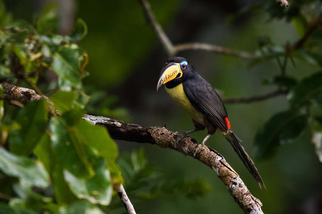 Foto araçari-de-bico-riscado (Pteroglossus inscriptus) Por Cláudia ...