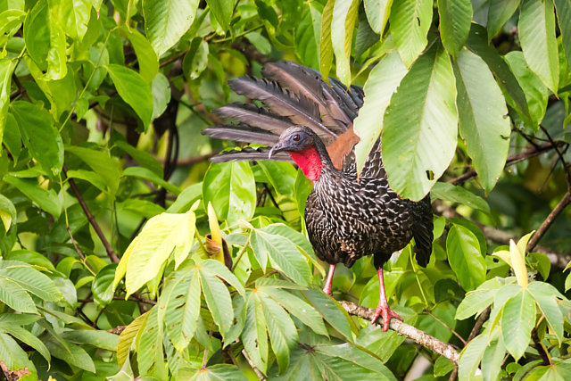 Foto jacu-de-spix (Penelope jacquacu) Por Cláudia Brasileiro | Wiki ...