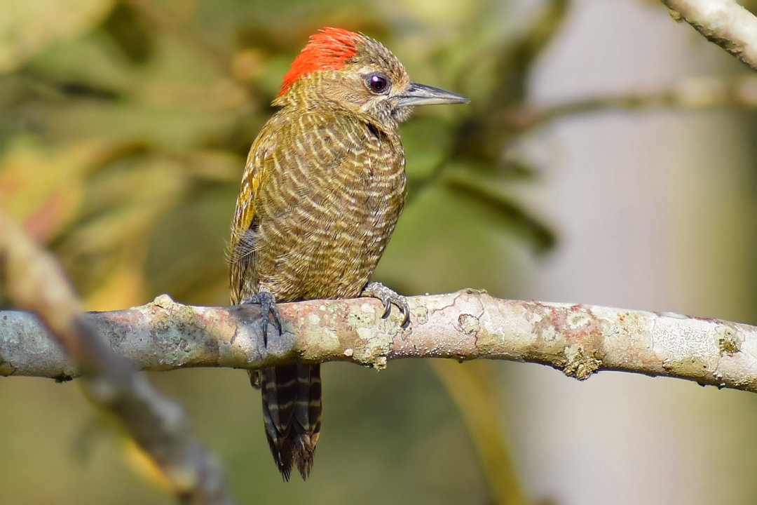 Foto pica-pau-pequeno (Veniliornis passerinus) Por Jaime Oliveira ...