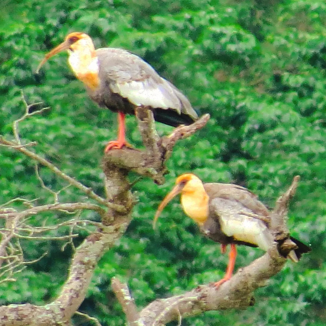Foto curicaca (Theristicus caudatus) Por Jose C. Reis | Wiki Aves - A ...