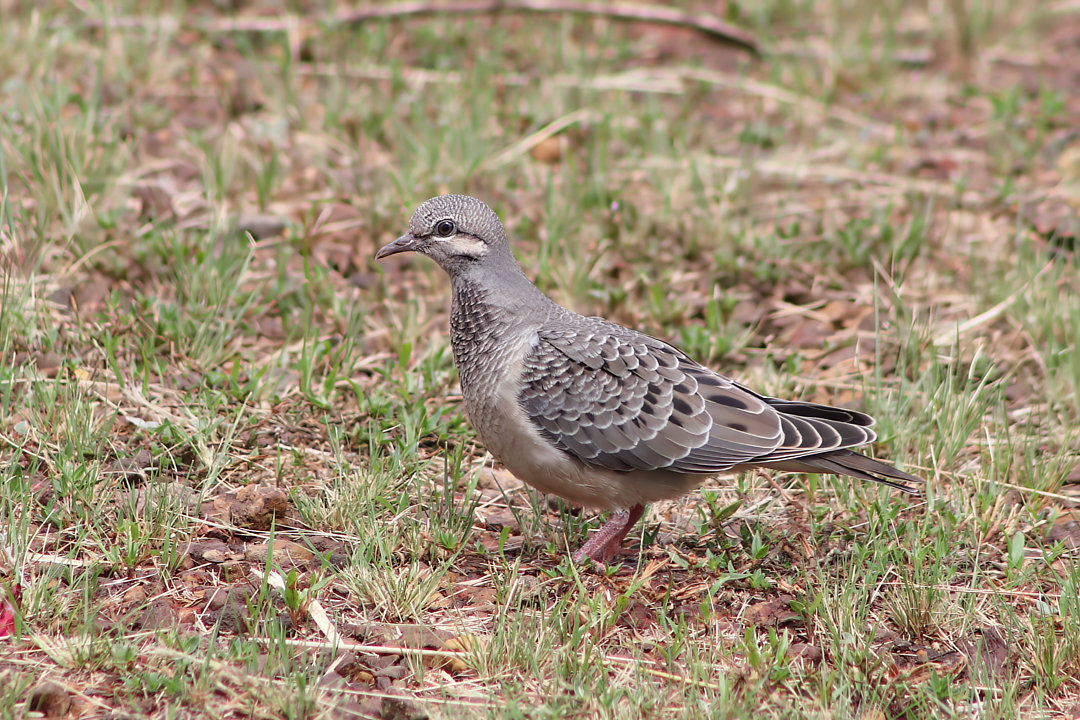 Foto avoante (Zenaida auriculata) Por Alexandre Letam | Wiki Aves - A ...