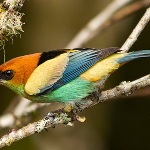 saíra-sapucaia (Tangara peruviana) | WikiAves - A Enciclopédia das Aves ...