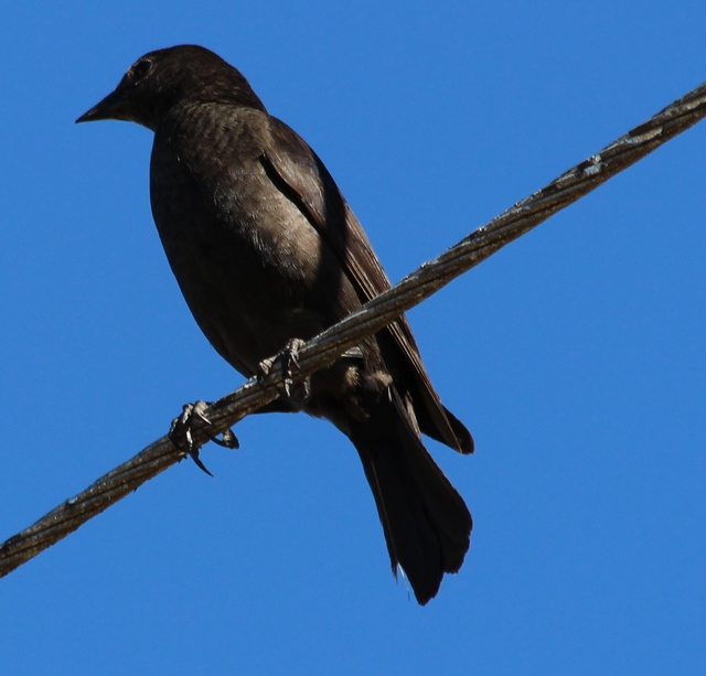 Foto chupim (Molothrus bonariensis) Por Jairo Ortiz Costa | Wiki Aves ...