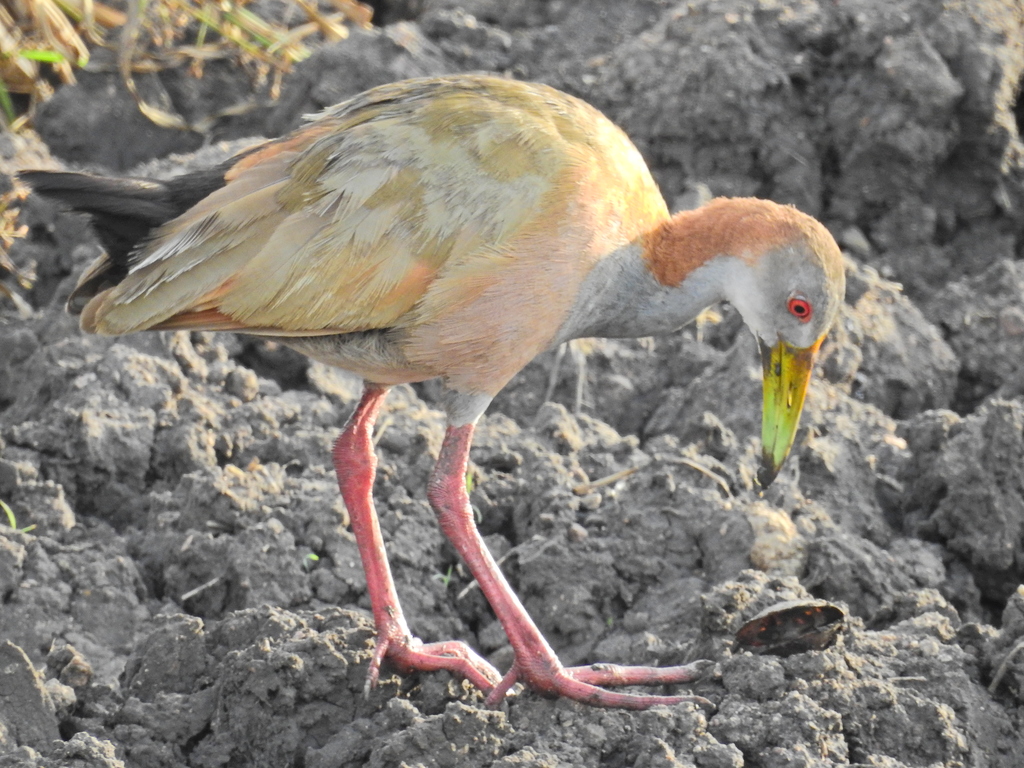 Foto saracuruçu (Aramides ypecaha) Por Laudelino Moura Jr. | Wiki Aves ...