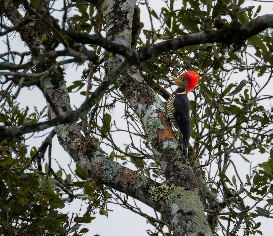 Foto pica-pau-de-cara-canela (Celeus galeatus) Por Valéria Boldrin | Wiki Aves - A Enciclopédia ...