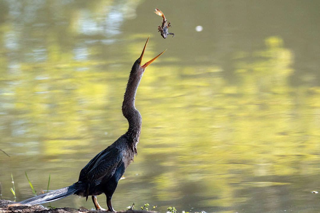Foto biguatinga (Anhinga anhinga) Por Antonio Gutierrez | Wiki Aves - A Enciclopédia das Aves do ...