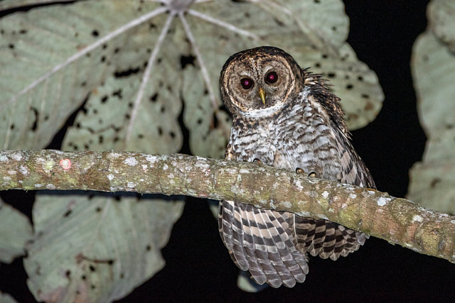 Foto coruja-listrada (Strix hylophila) Por Celina Azevedo | Wiki Aves ...