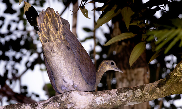 Foto macuco (Tinamus solitarius) Por Allan Clé | Wiki Aves - A ...