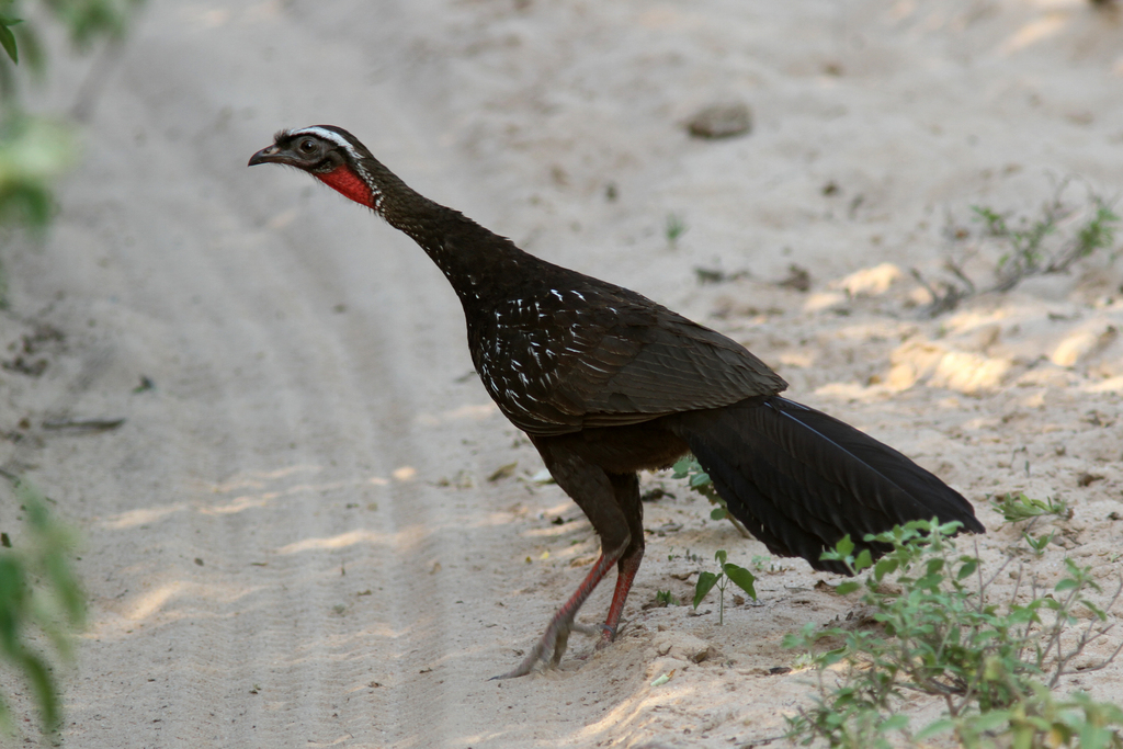 Foto jacucaca (Penelope jacucaca) Por Fabio Nunes | Wiki Aves - A ...