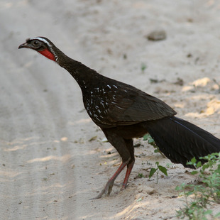 jacucaca (Penelope jacucaca) | WikiAves - A Enciclopédia das Aves do Brasil