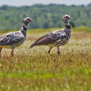 tachã (Chauna torquata) | WikiAves - A Enciclopédia das Aves do Brasil