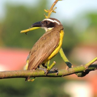 neinei (Megarynchus pitangua) | WikiAves - A Enciclopédia das Aves do ...