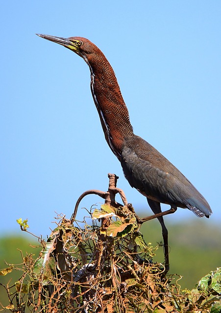 Foto socó-boi (Tigrisoma lineatum) Por Alexandre Picoli | Wiki Aves - A ...
