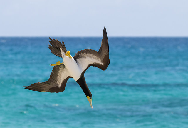 atobá-pardo (Sula leucogaster) | WikiAves - A Enciclopédia das Aves do ...
