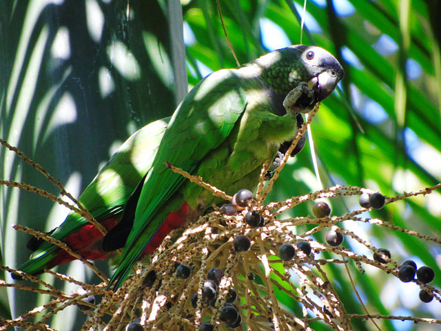 Foto maitaca-verde (Pionus maximiliani) Por Milton Cestari | Wiki Aves ...