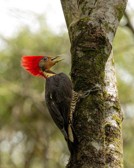 Foto pica-pau-de-cara-canela (Celeus galeatus) Por Leandro Paiva | Wiki Aves - A Enciclopédia ...