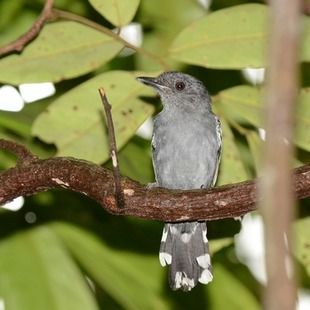 choca-canela (Thamnophilus amazonicus) | WikiAves - A Enciclopédia das ...