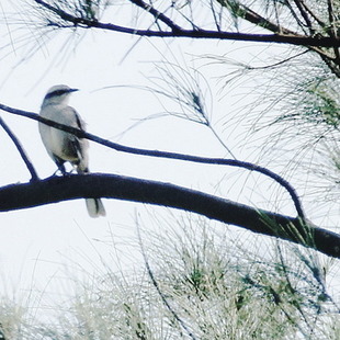 sabiá-do-campo (Mimus saturninus) | WikiAves - A Enciclopédia das Aves ...