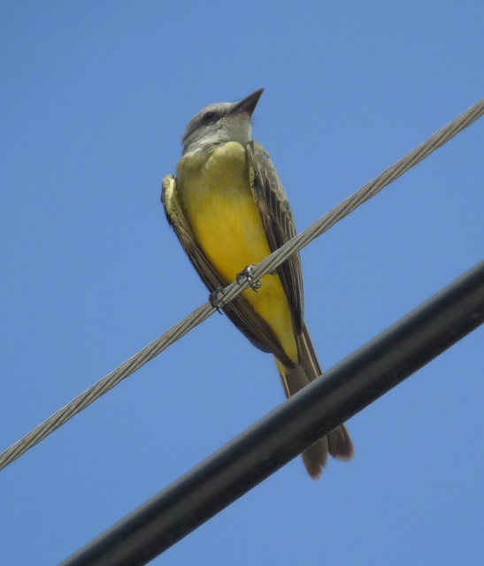 Foto suiriri (Tyrannus melancholicus) Por Ives Vergara | Wiki Aves - A ...