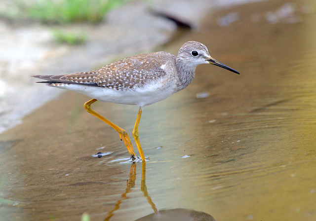 Foto maçarico-de-perna-amarela (Tringa flavipes) Por Fábio Souza ...