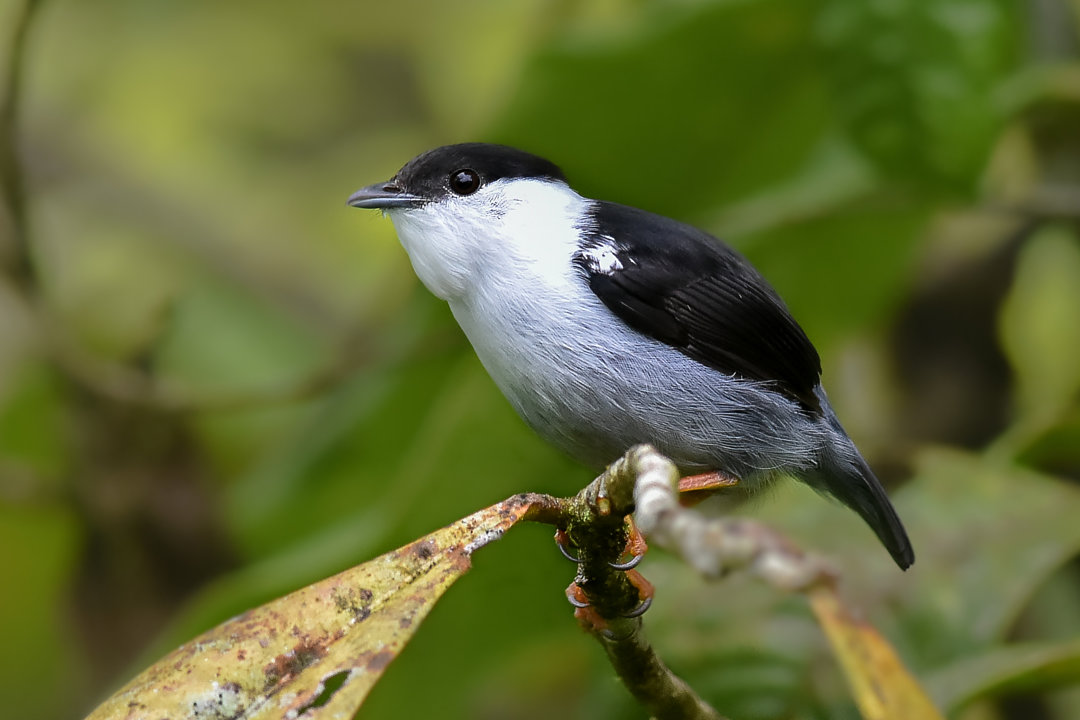 Foto rendeira (Manacus manacus) Por Guto Balieiro | Wiki Aves - A ...