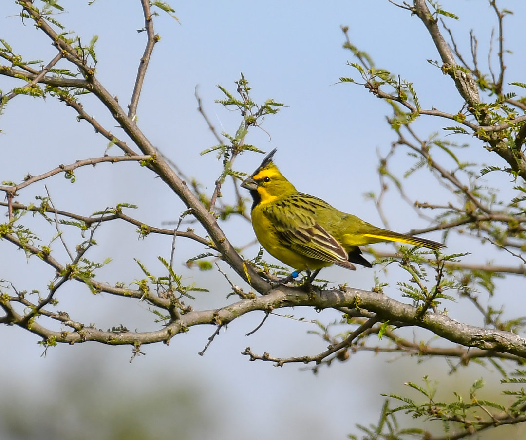 Foto cardeal-amarelo (Gubernatrix cristata) Por Marcos F. Moura | Wiki ...