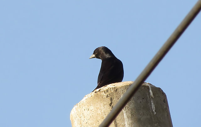 Foto chupim (Molothrus bonariensis) Por Fernando Pacheco | Wiki Aves ...