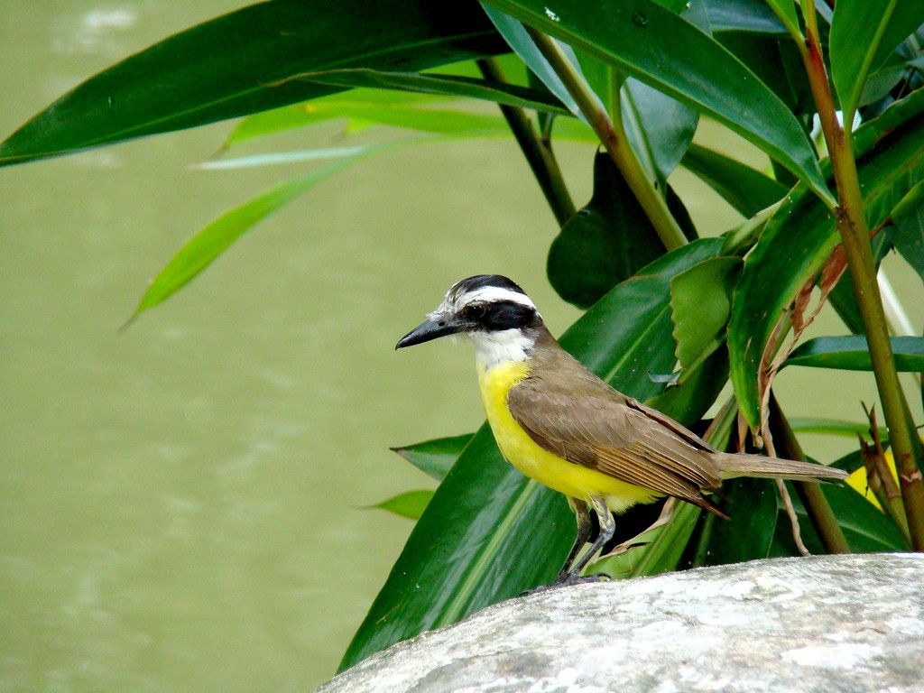 Foto bem-te-vi (Pitangus sulphuratus) Por Claudio Pastura | Wiki Aves ...