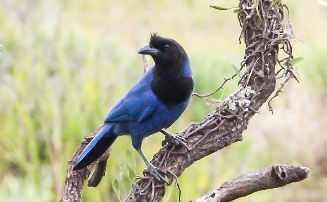 Foto gralha-azul (Cyanocorax caeruleus) Por Ana Catel | Wiki Aves - A ...