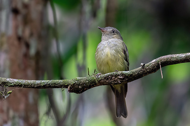 Foto fruxu-baiano (Neopelma aurifrons) Por Alexandre Gualhanone | Wiki ...
