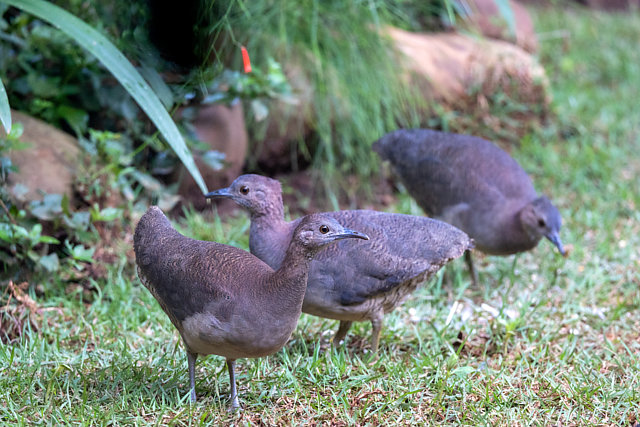 Foto jaó (Crypturellus undulatus) Por Jeanne Martins | Wiki Aves - A ...