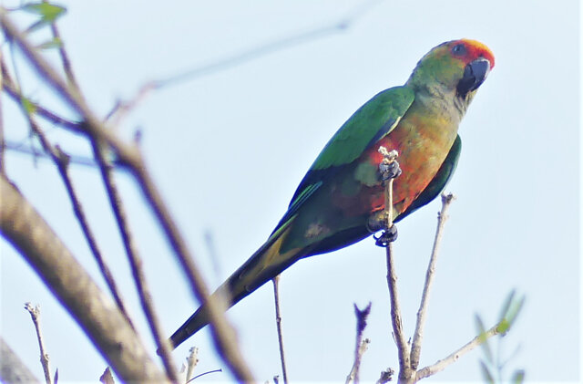 Foto jandaia-de-testa-vermelha (Aratinga auricapillus) Por Denise Maria ...