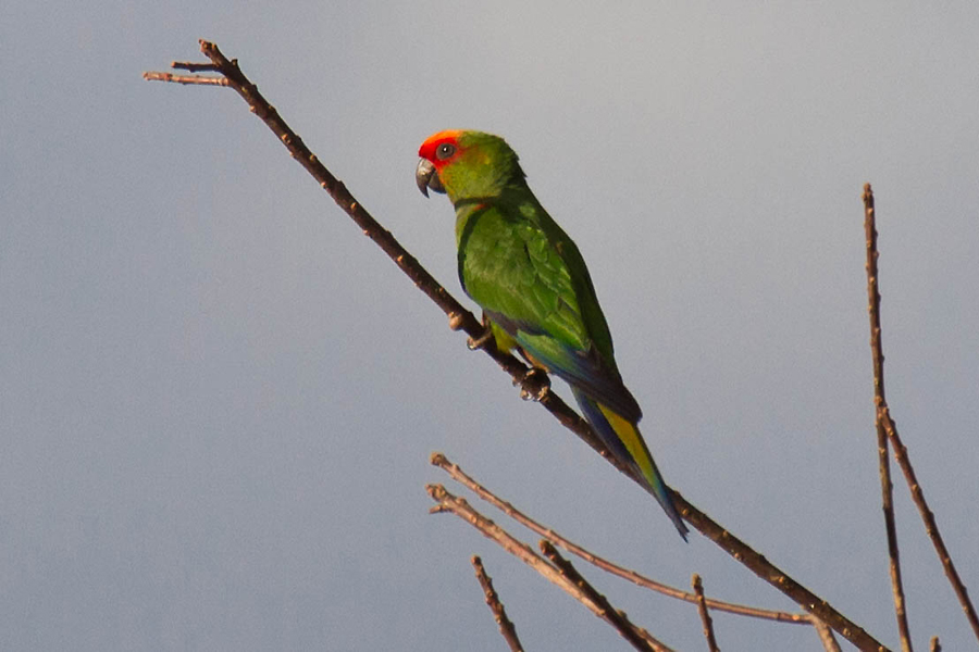 Foto jandaia-de-testa-vermelha (Aratinga auricapillus) Por Luís Roberto ...