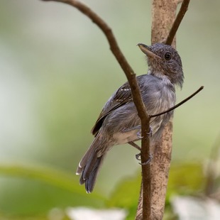 choca-murina (Thamnophilus murinus) | WikiAves - A Enciclopédia das ...